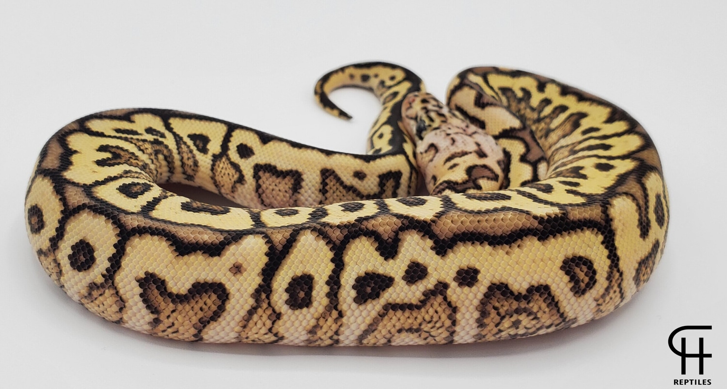 Pastel Hurricane Spotnose Clown Ball Python by CH Reptiles LLC ...
