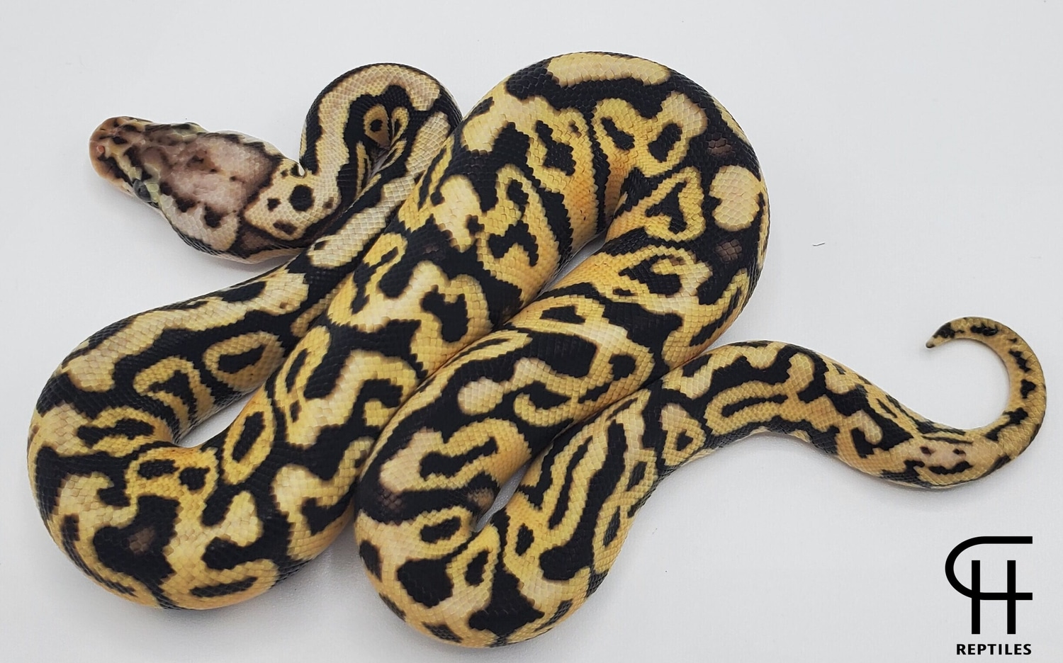 Pastel Spotnose 66% Het Clown Ball Python by CH Reptiles LLC - MorphMarket
