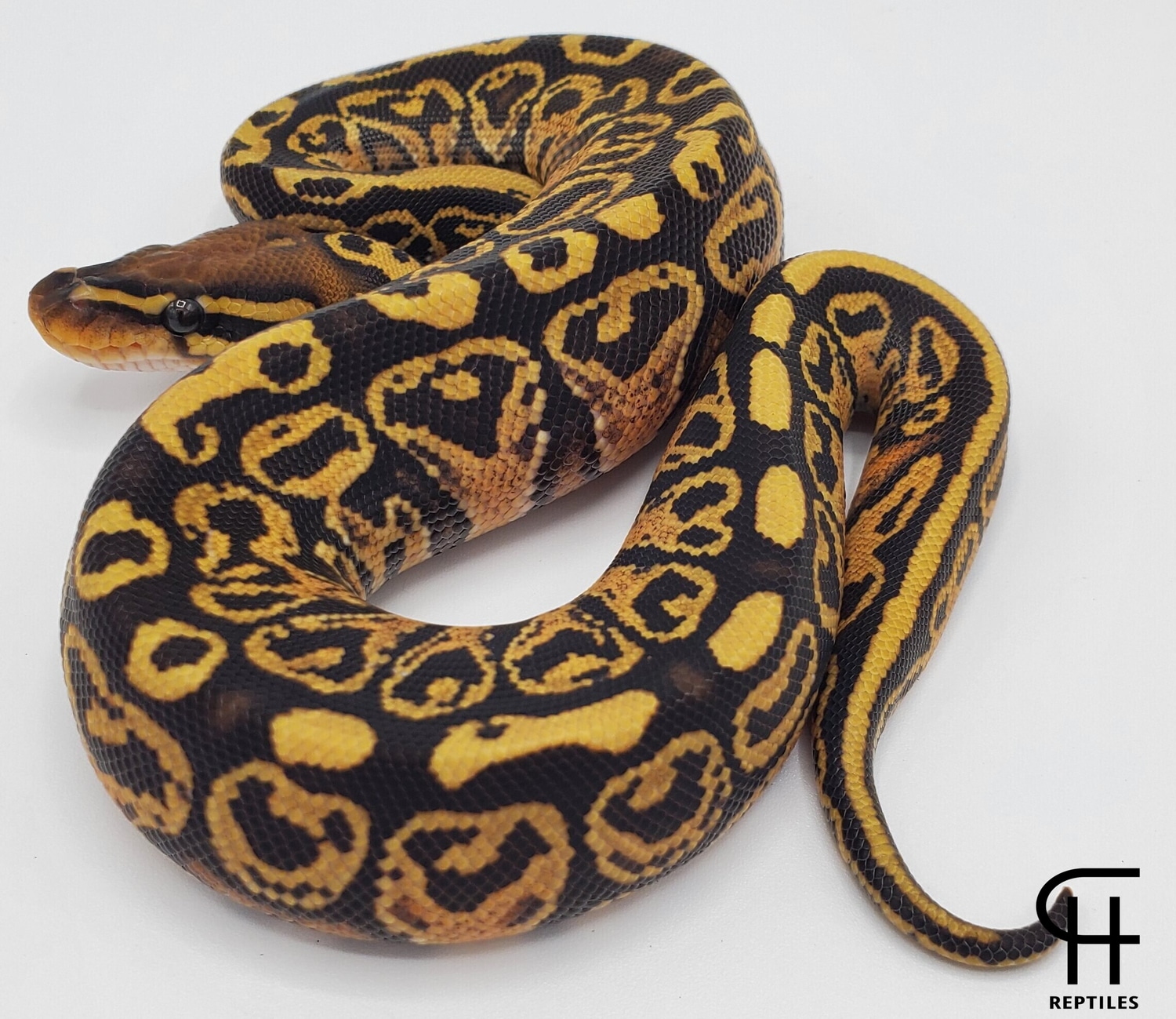 Vanilla Hurricane 50% Het Hypo Ball Python by CH Reptiles LLC - MorphMarket