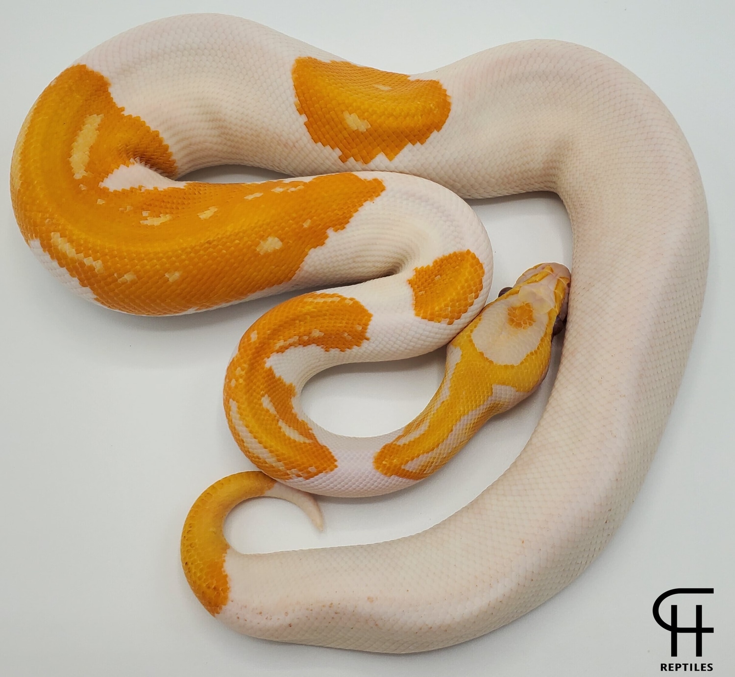 Orange Dream Yellowbelly Dreamsicle Ball Python by CH Reptiles LLC ...