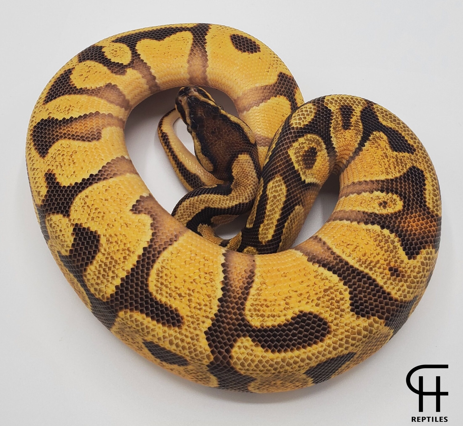 ODYB Enchi 100% Het Ultramel 50% Het Piebald Ball Python by CH Reptiles ...