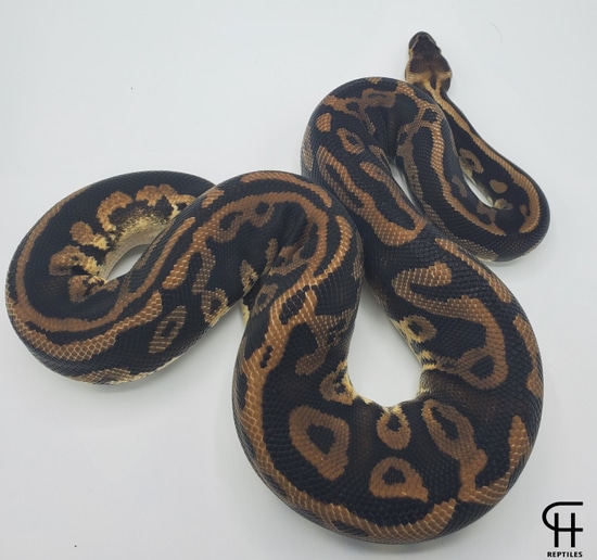 Leopard Pastel Het Piebald Ball Python by CH Reptiles LLC