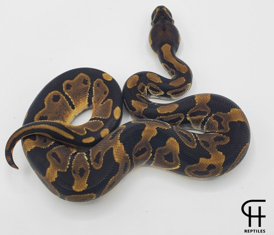 Hurricane Het Piebald Ball Python by CH Reptiles LLC