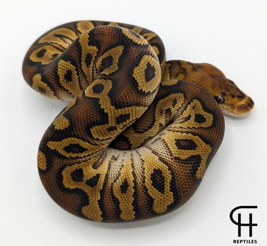 Cypress Clown Ball Python by CH Reptiles LLC