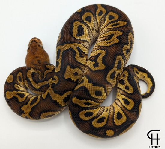 Cypress Clown Ball Python by CH Reptiles LLC