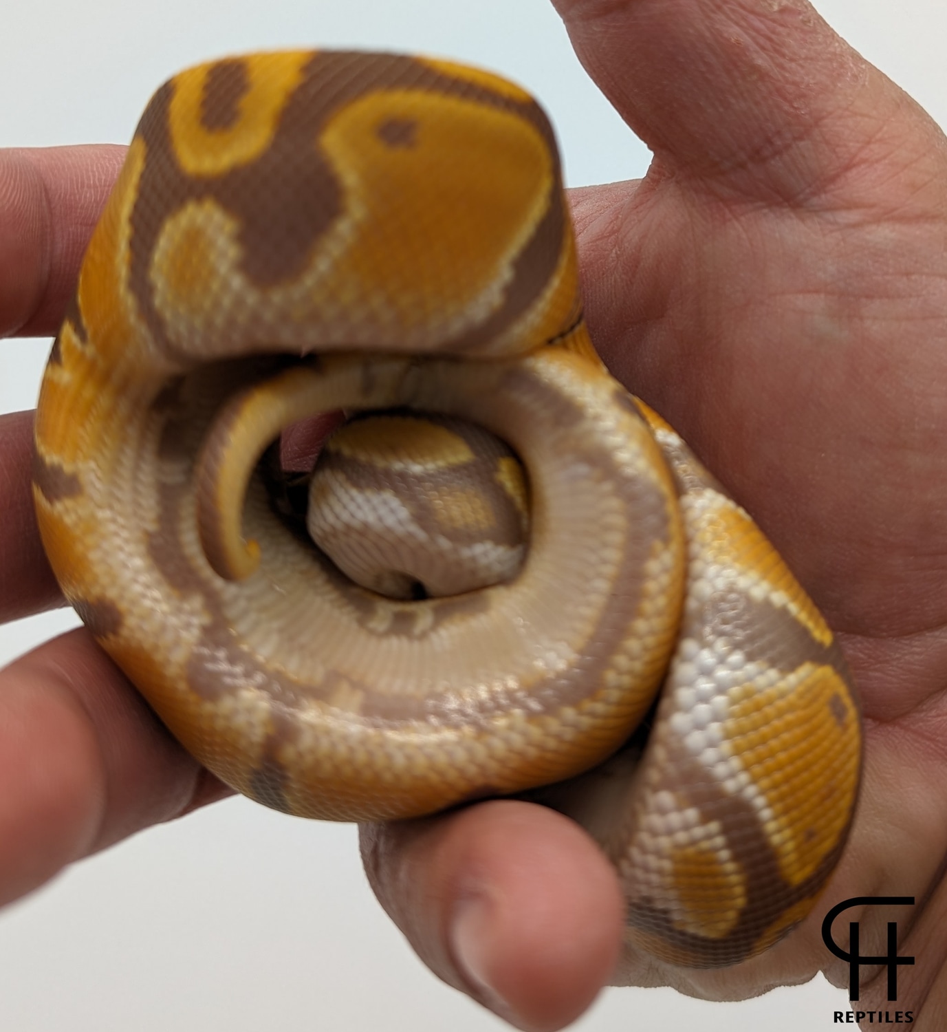 Orange Dream Ultramel 50% Het Piebald Ball Python by CH Reptiles LLC - MorphMarket