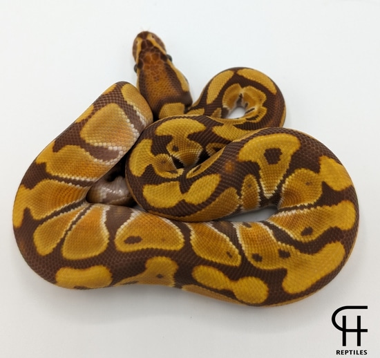 Super Orange Dream Ultramel 50% Het Piebald Ball Python by CH Reptiles LLC