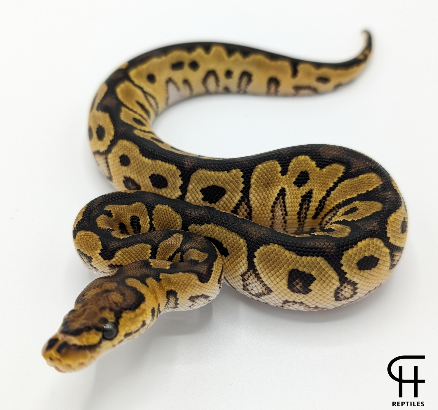 Clown 100% Het Axanthic VPI Ball Python by CH Reptiles LLC - MorphMarket