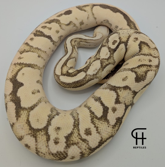Vanilla Scream Ball Python by CH Reptiles LLC