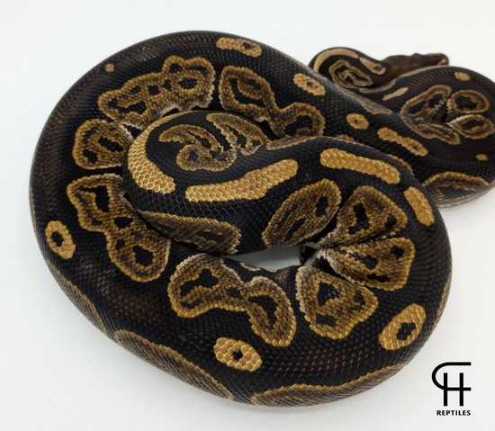 Black Pastel Granite Het Hypo Ball Python by CH Reptiles LLC