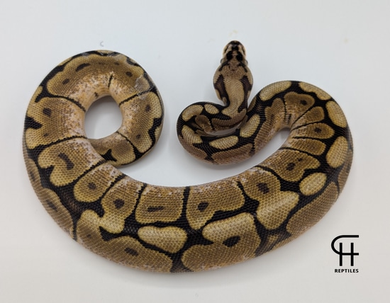 Spider Het Clown Het Axanthic VPI Ball Python by CH Reptiles LLC