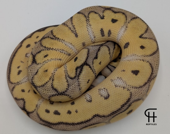 Super Pastel Spotnose Clown 50% Het Desert Ghost Ball Python by CH ...