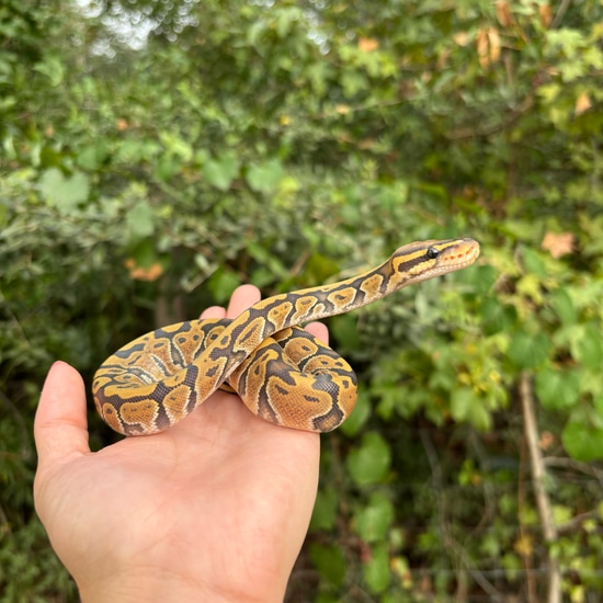 Cypress Hypo Ball Python by Twilight Mirage Genetics