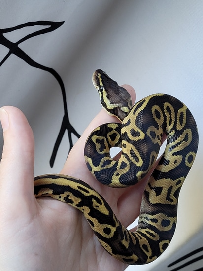 Phantom Leopard Ball Python by Celestial Scales LLC