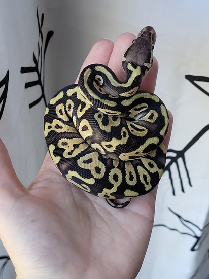 Pastel Phantom Ball Python by Celestial Scales LLC