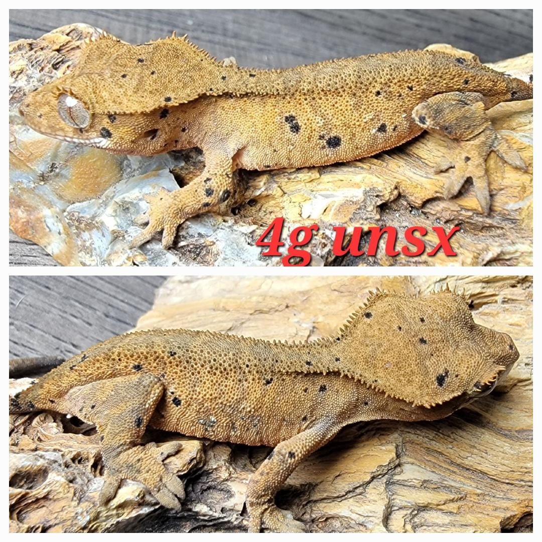 Super Dalmation Crested Gecko by Celestial cresties - MorphMarket