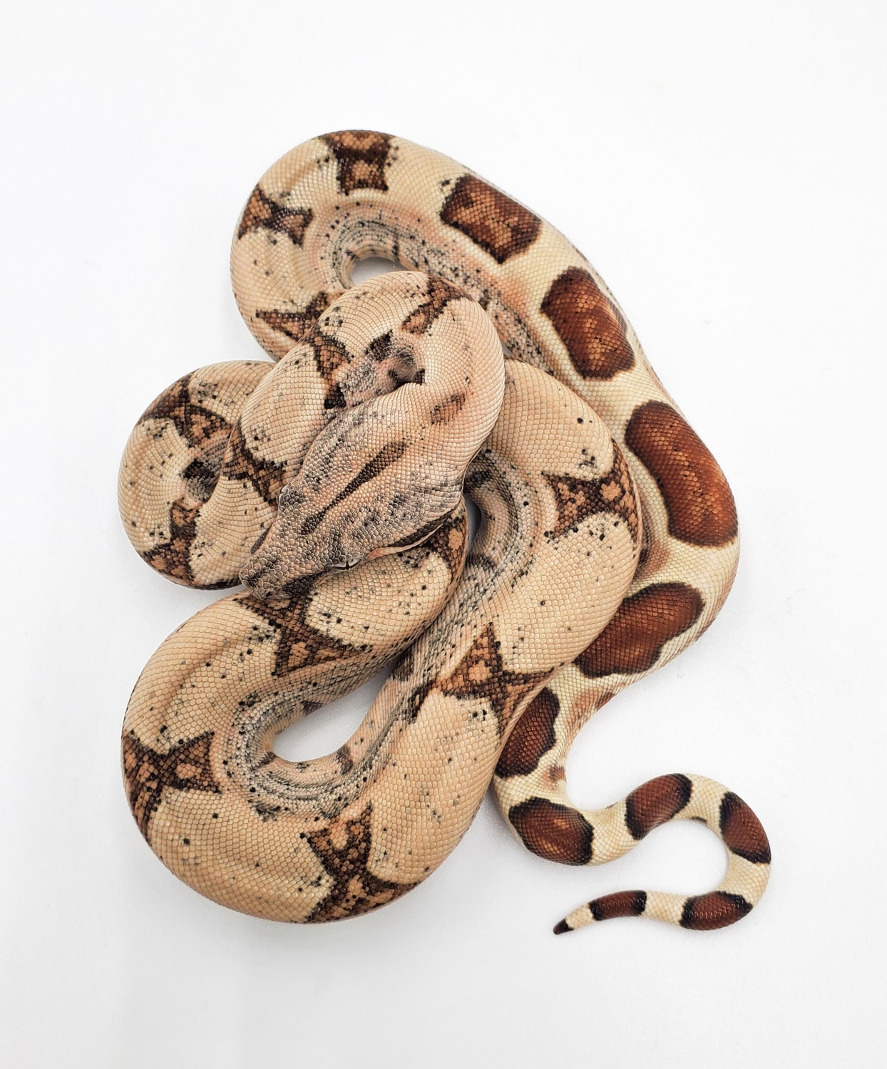 Hypo TH Kahl Moonglow Boa Constrictor by Lagniappe Exotics - MorphMarket