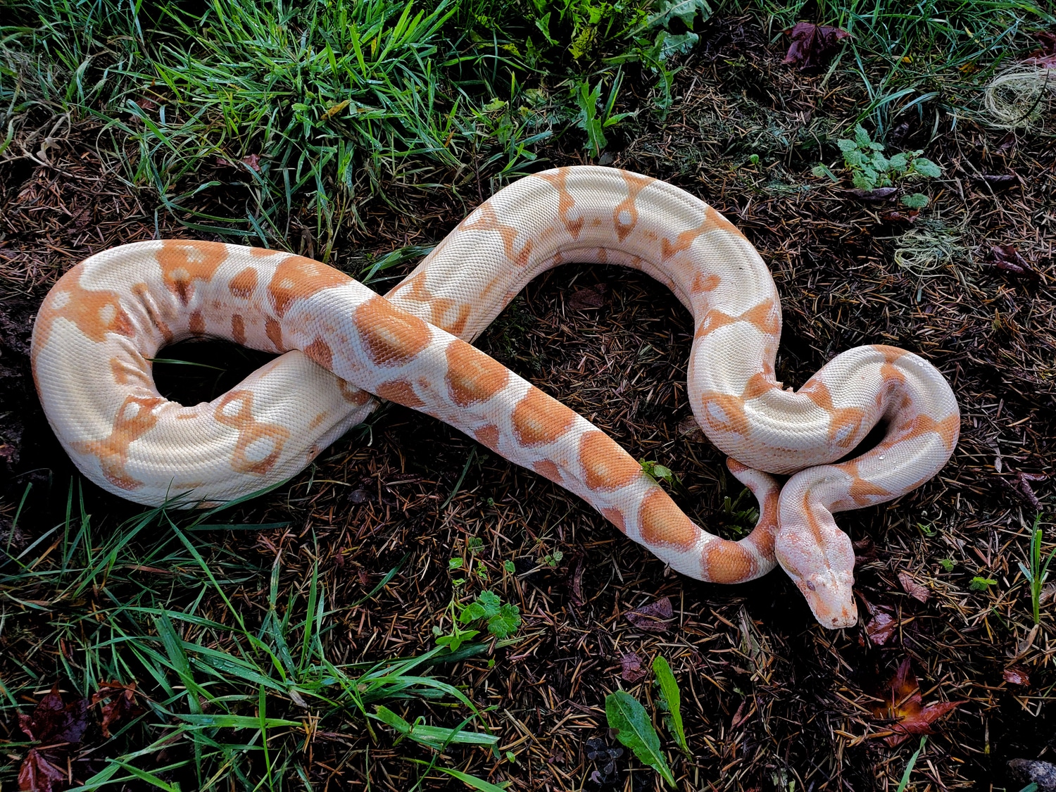 Coral Line Kahl Albino 50% Het. Anery Boa Constrictor by Lagniappe ...