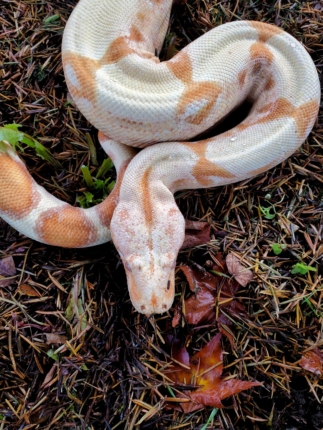 Coral Line Kahl Albino 50% Het. Anery Boa Constrictor by Lagniappe ...