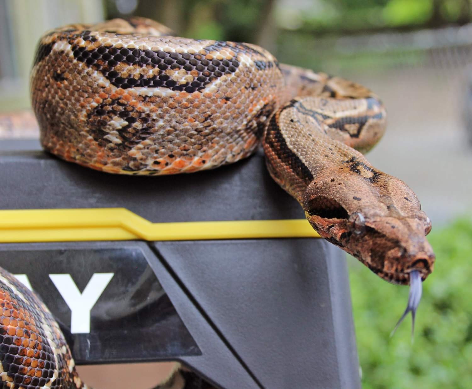 2016 1.0 Pure Sonoran Het. Leopard Boa Constrictor by Lagniappe Exotics ...