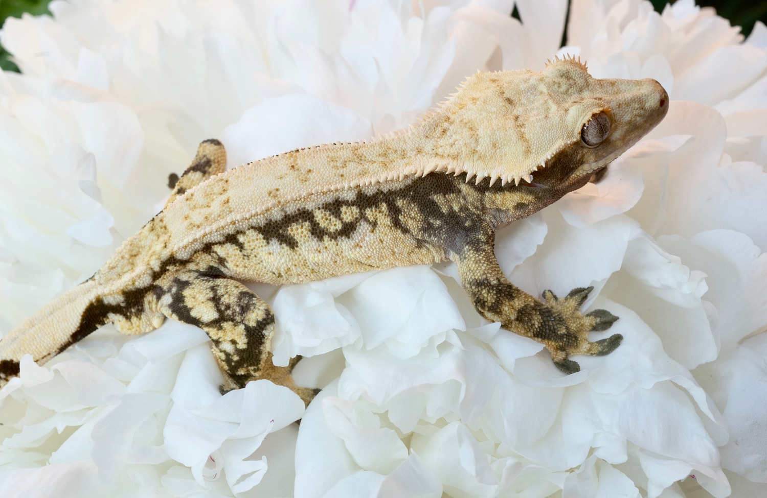 Free Ship - Drippy!! Crested Gecko by Celestial Exotics - MorphMarket