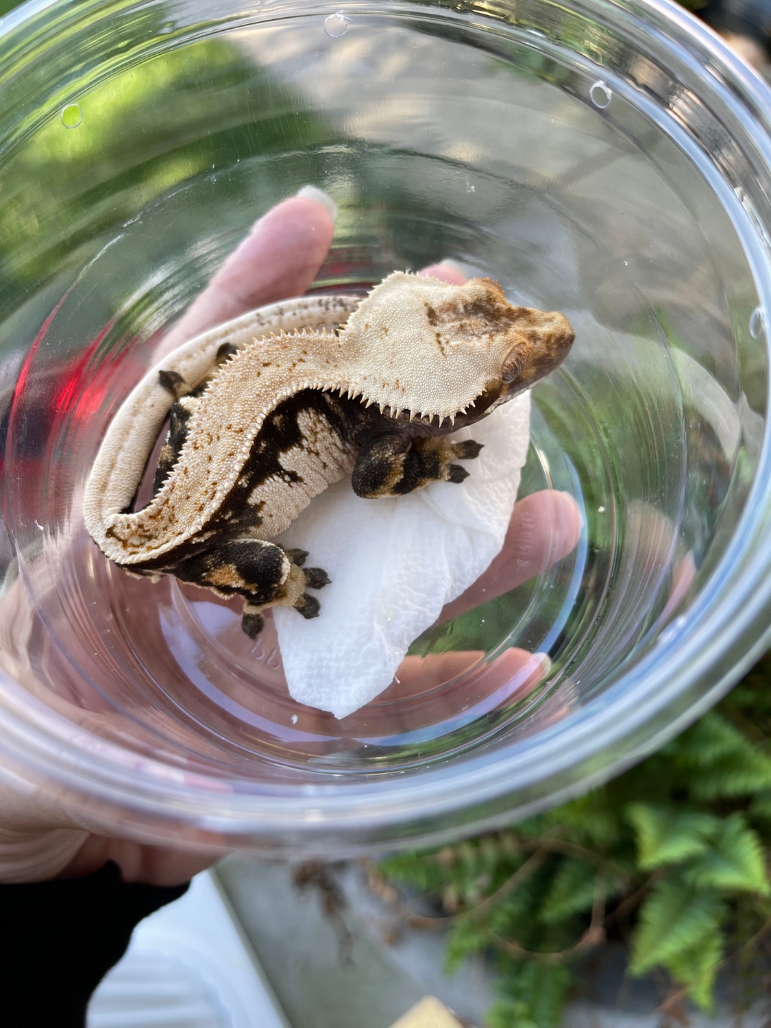 Nice Solid White Wall Crested Gecko by Celestial Exotics - MorphMarket