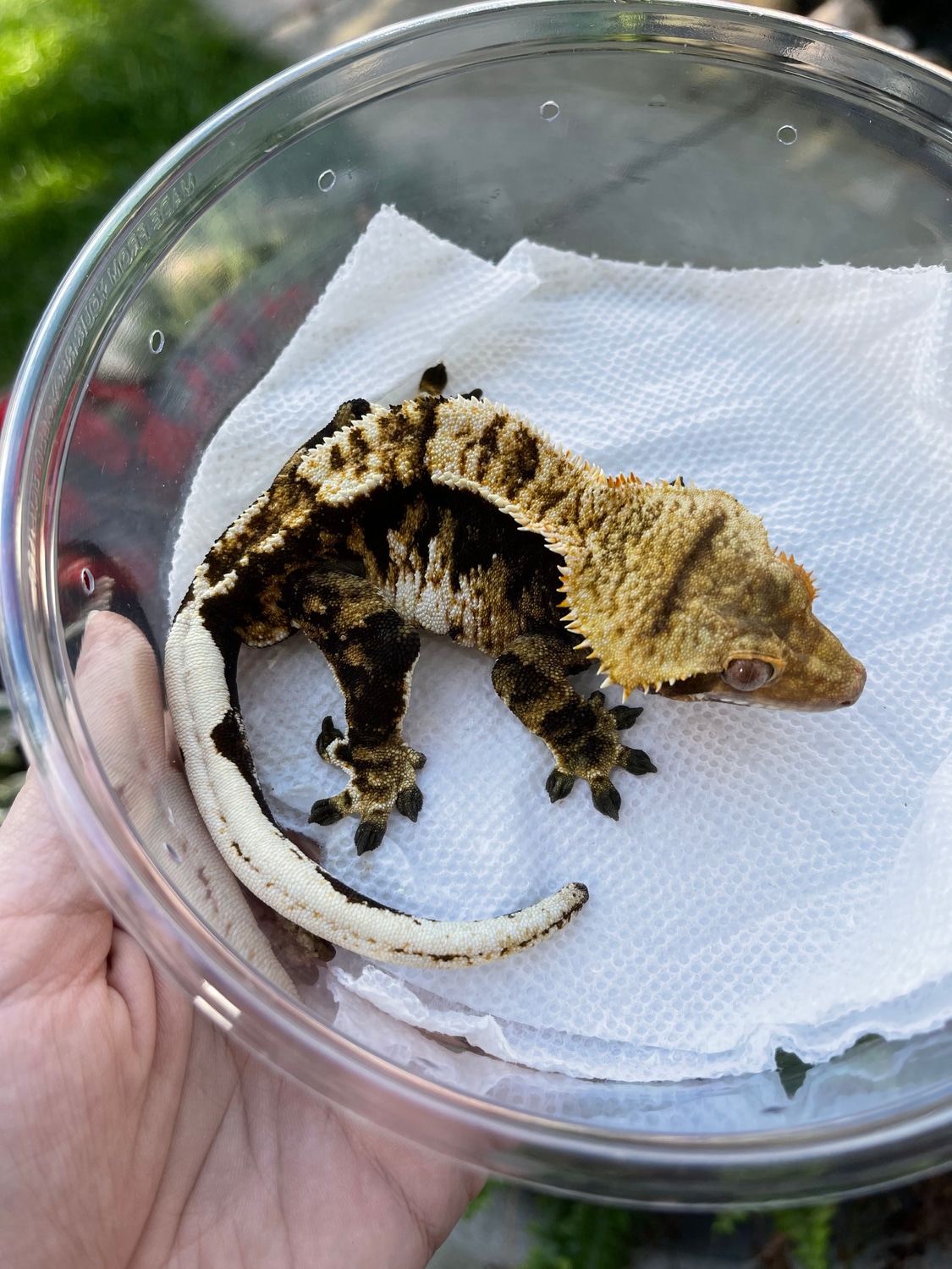 RTB Floppy Tricolor Crested Gecko by Celestial Exotics - MorphMarket