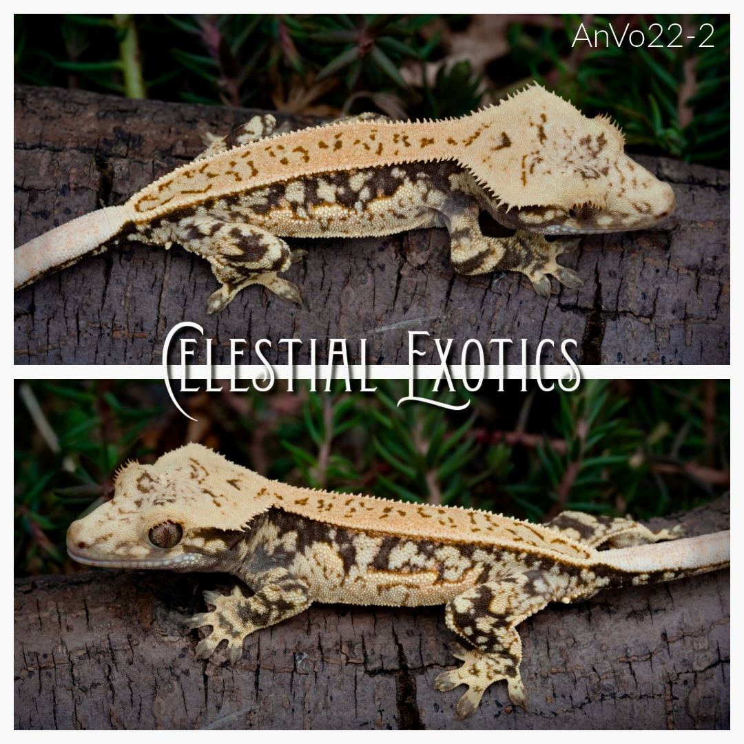 FREE SHIPPING - High Coverage Pinstripe! Crested Gecko by Celestial Exotics - MorphMarket
