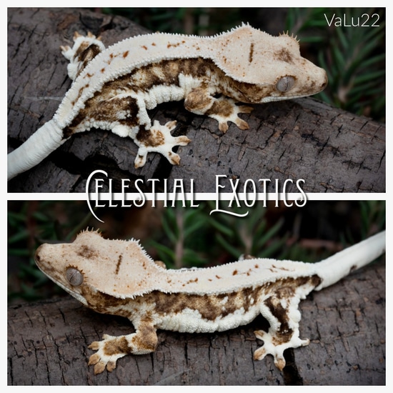 Paper White Lilly White - Free Shipping Crested Gecko by Celestial Exotics