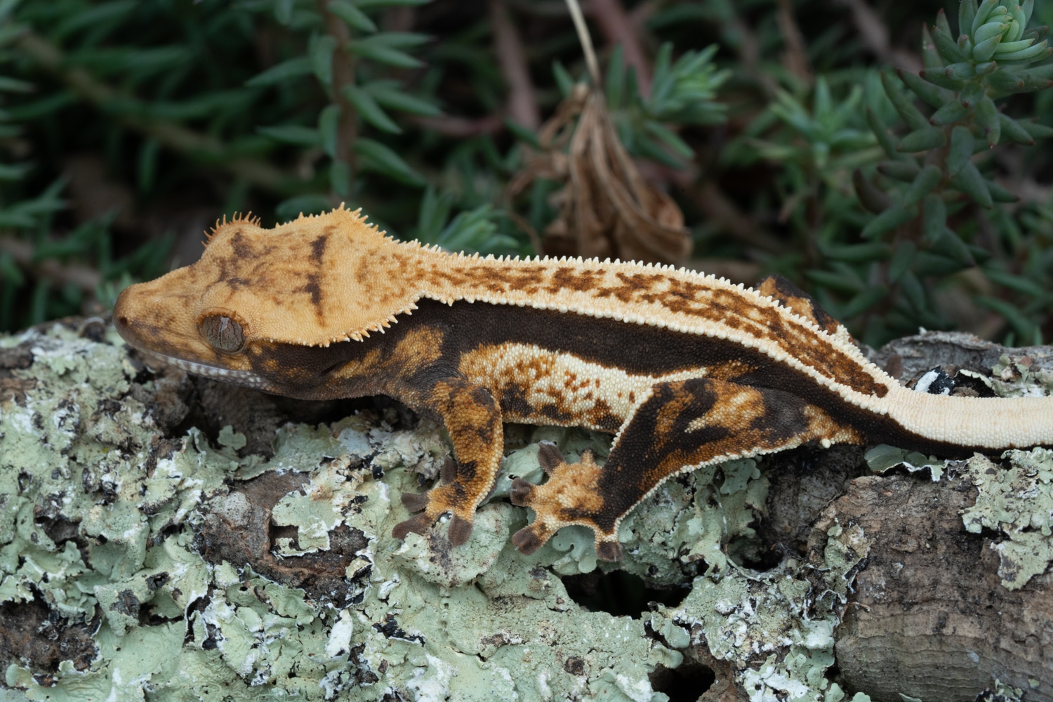 FREE SHIP - PERFECT Quad! Crested Gecko by Celestial Exotics - MorphMarket