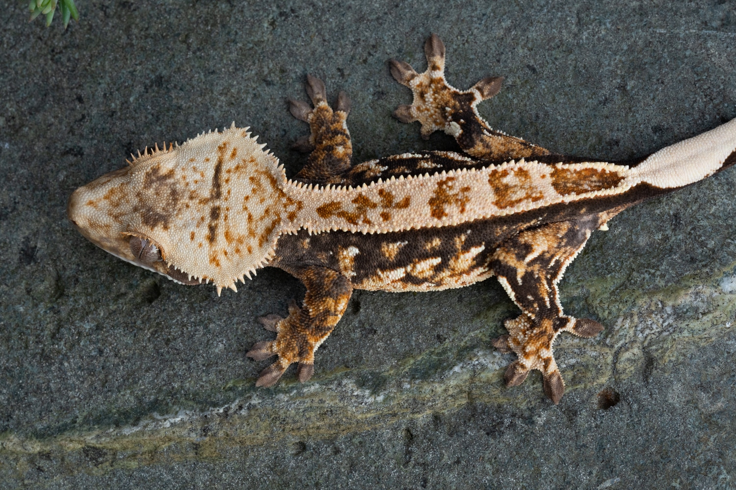 FREE SHIP - HUGE HEAD!! Tricolor Pinstripe Crested Gecko by Celestial Exotics - MorphMarket