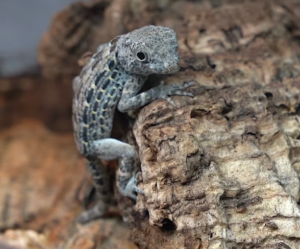 Scorpion Tail Geckos - Pristurus Carteri More Gecko by Celestial Exotics - MorphMarket