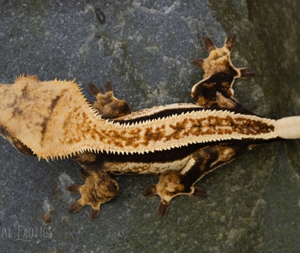 Celestial Exotics - MorphMarket