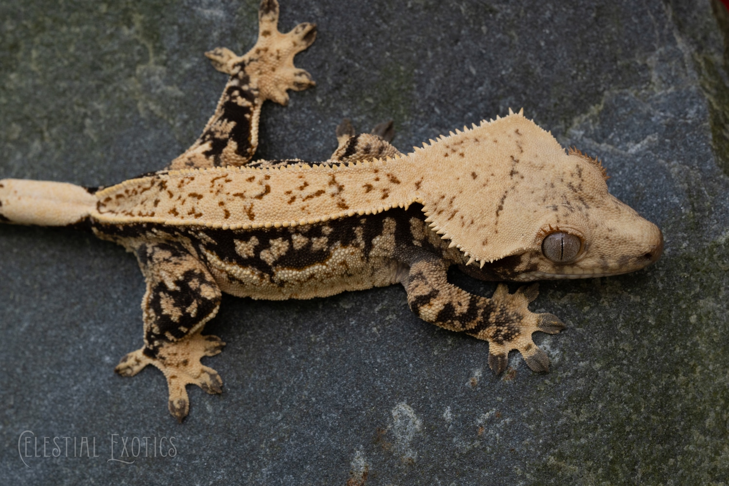 Female Tangerine Pinstripe Crested Gecko by Celestial Exotics - MorphMarket