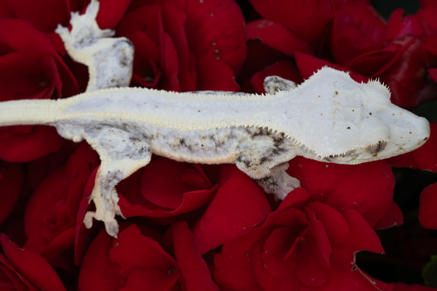 High Coverage Lilly White Crested Gecko by Celestial Exotics - MorphMarket