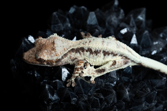 High Coverage Frappuccino Crested Gecko by Celestial Exotics
