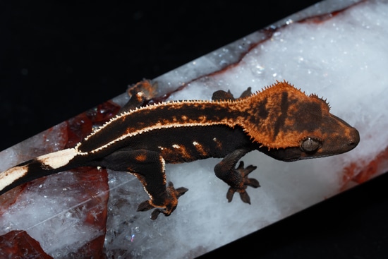 SUPER Empty Back - No Spots!! Crested Gecko by Celestial Exotics