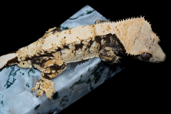 Drippy Extreme Harlequin Crested Gecko by Celestial Exotics