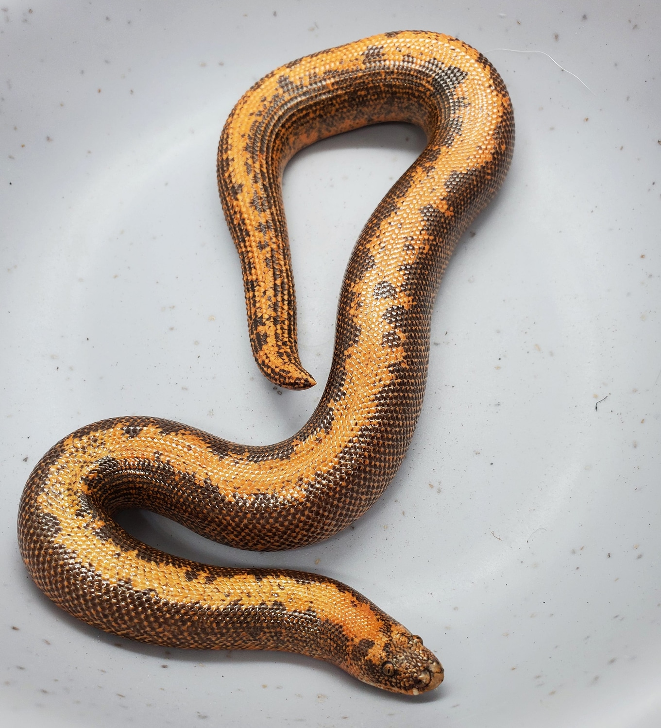 Adult Stripe Kenyan Sand Boa by Celestial Sand Boas - MorphMarket