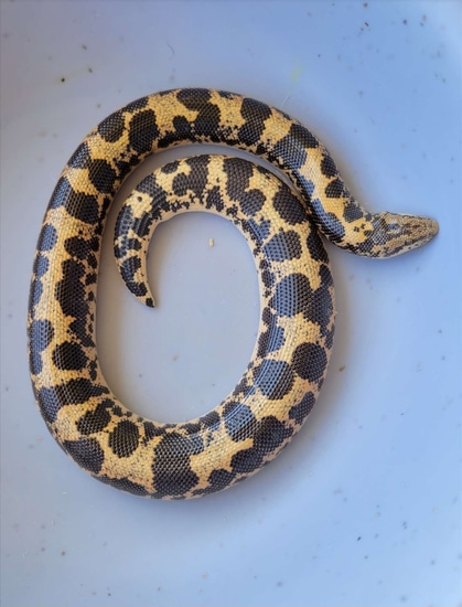 Normal Kenyan Sand Boa by Celestial Sand Boas