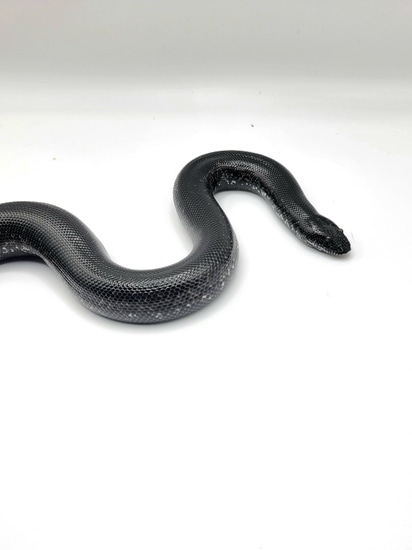 Black Russian Russian Sand Boa by Celestial Sand Boas