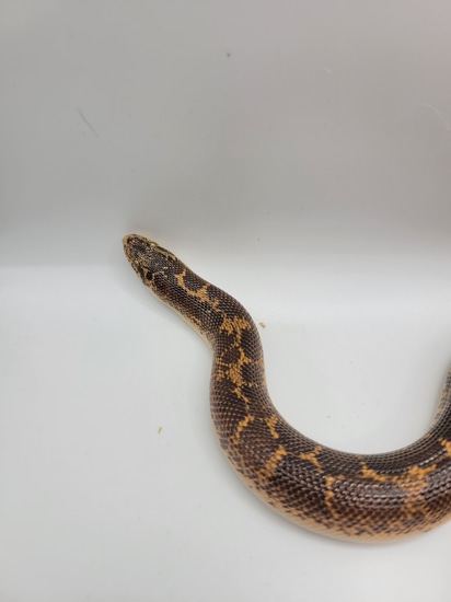 Normal Kenyan Sand Boa by Celestial Sand Boas