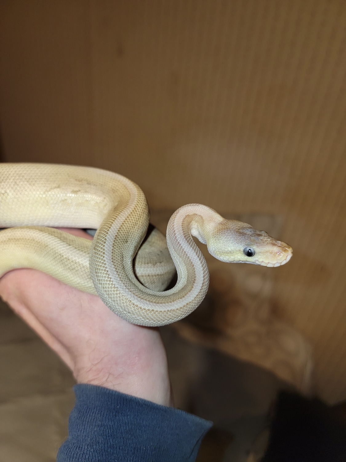 Pewter Jigsaw Ball Python by O'Cleirigh's Exotic - MorphMarket