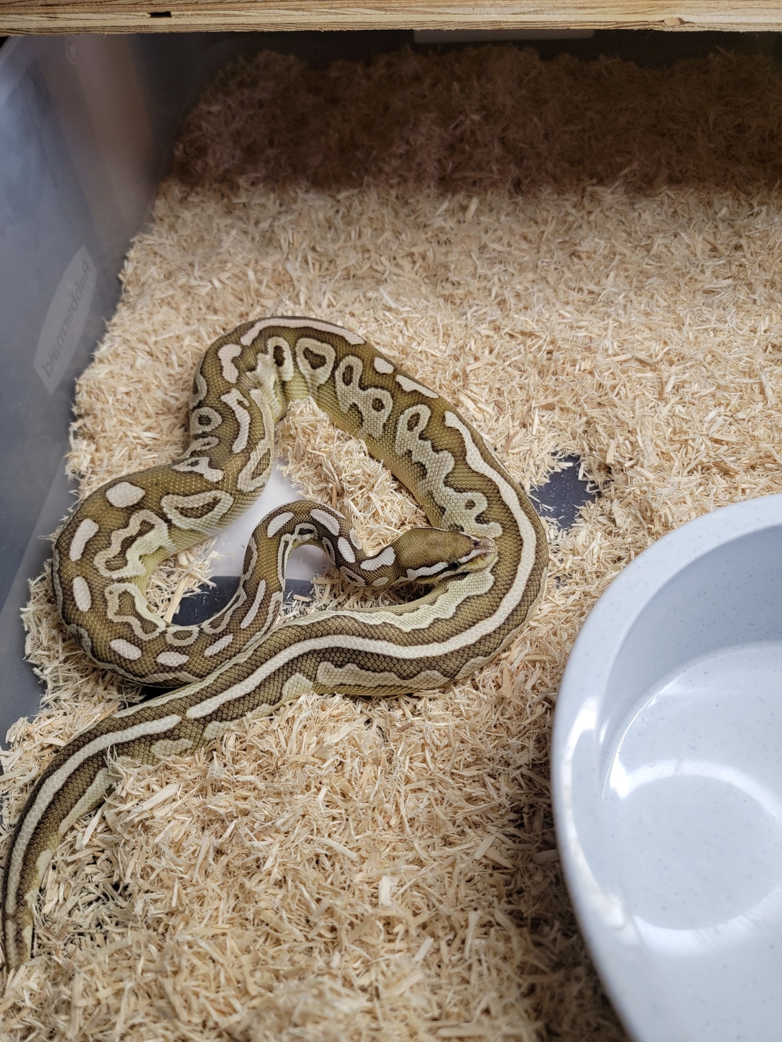 Lesser Hra Het Piebald Ball Python by O'Cleirigh's Exotic - MorphMarket