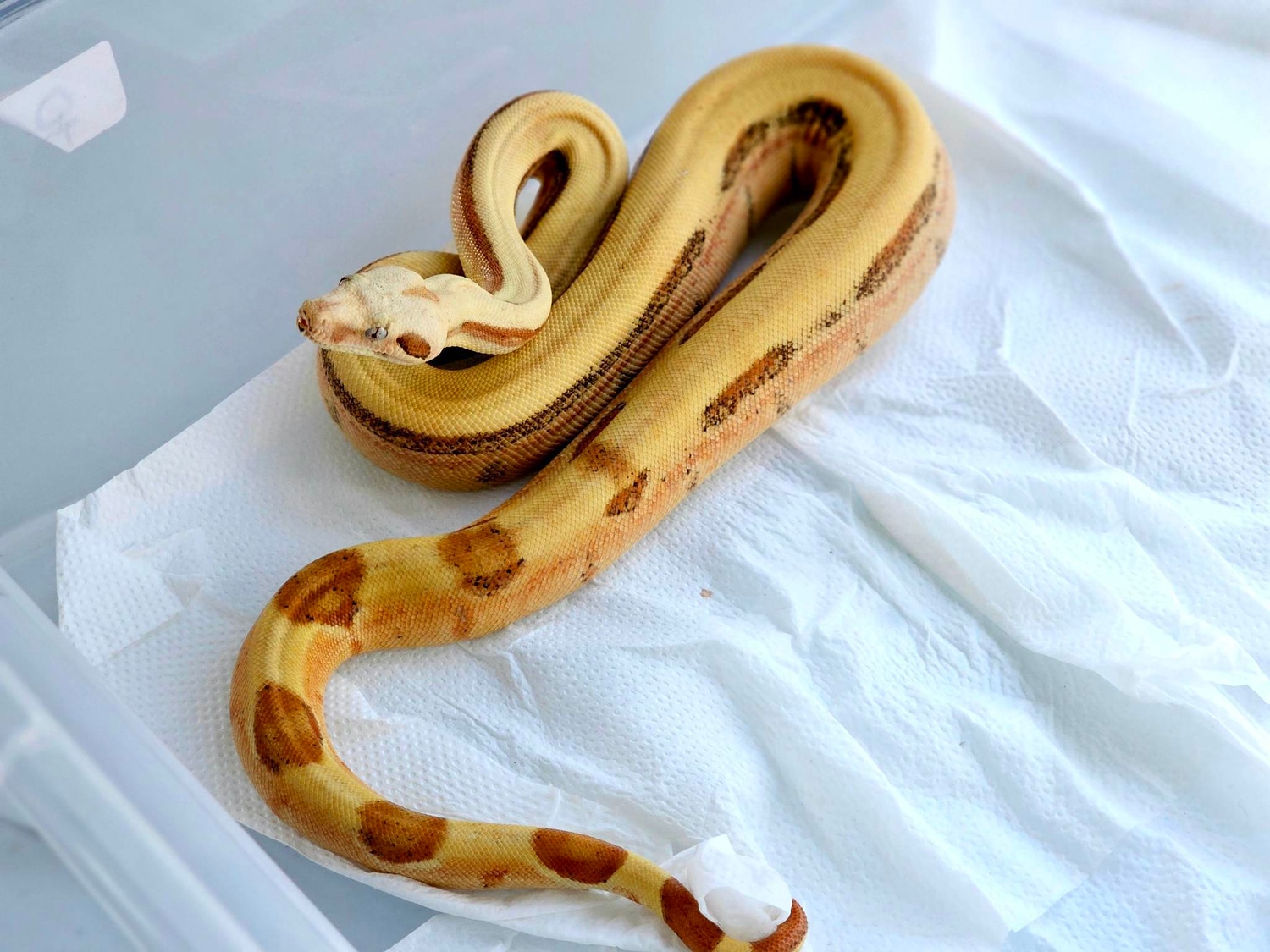 Vpi T+ Sunglow Fire Boa Constrictor by O'Cleirigh's Exotic - MorphMarket