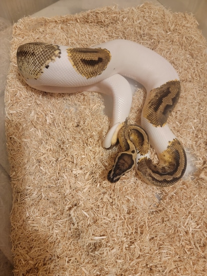 Pastel Pied (High White) Ball Python by O'Cleirigh's Exotic