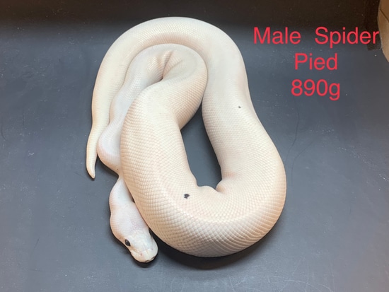 Spied Ball Python by Balls of Steel Exotics