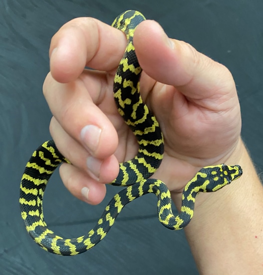 2020 Jungle Carpet Python by Tampa Snakes