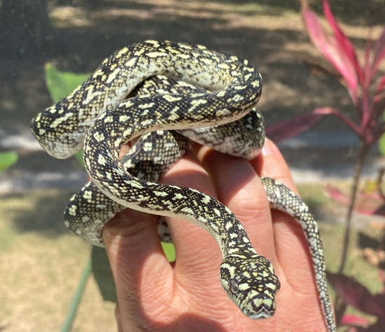 2020 Female Diamond Python Diamond Carpet Python by Tampa Snakes