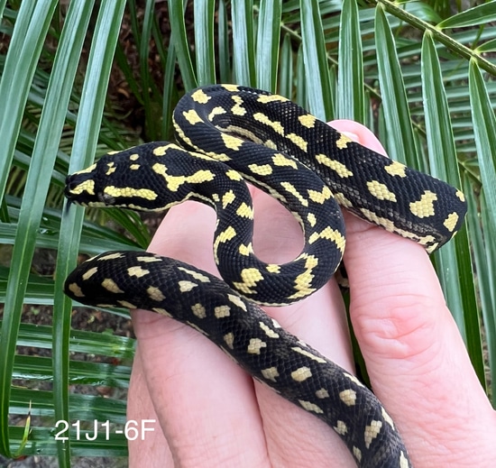 2021 Jungle Carpet Python Female by Tampa Snakes